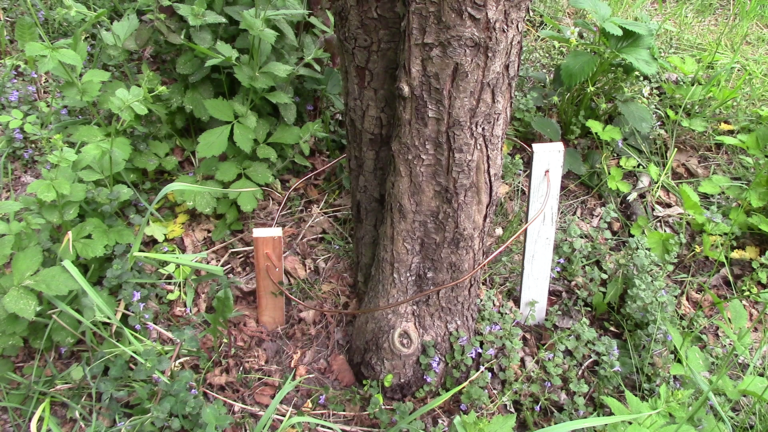 Experiment Lakhovsky-Spule – Hortulan